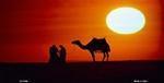 Desert Camel License PlateSize: 6 inches X 12 inches. Fits all cars and ...